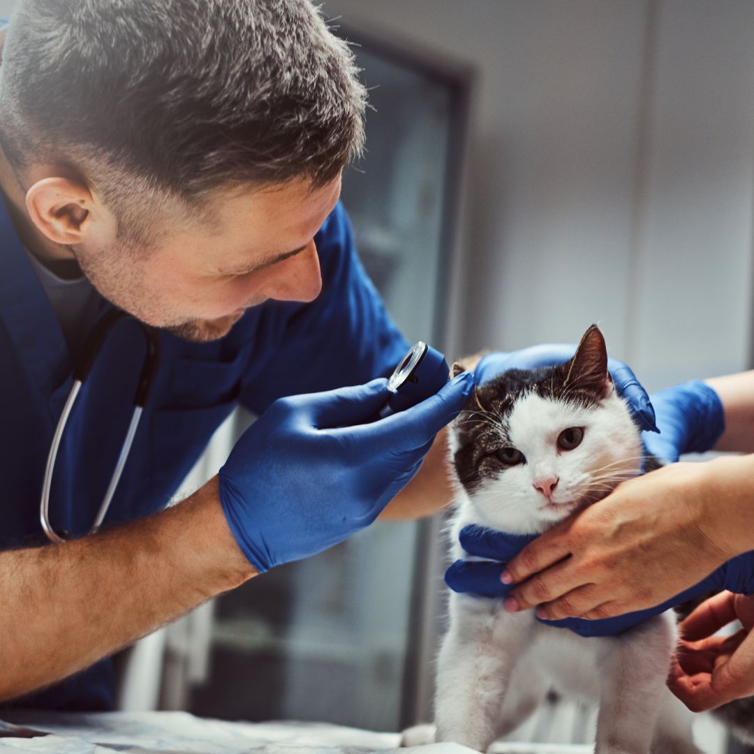 4 Tips for Choosing an Emergency Vet When You Need Help Fast - Learn More