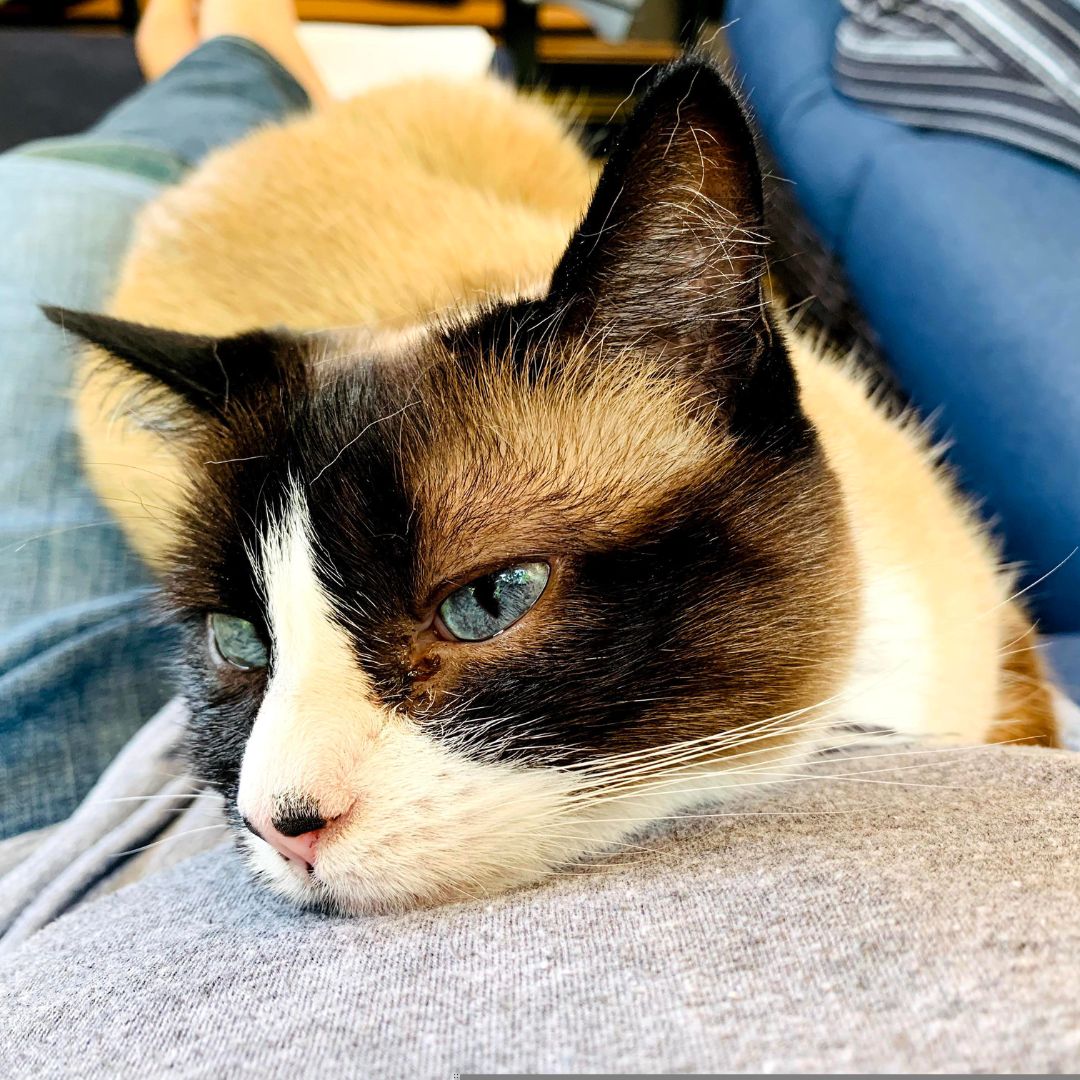 Subtle Signs of Pain in Cats | Steel City Emergency Vets